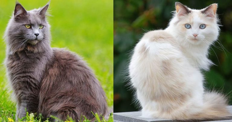 10 Jenis Kucing Ras yang Paling Disukai di Indonesia - navneetdalal.com